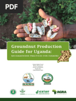 Zambia Groundnut Guide | PDF | Peanuts | Agriculture