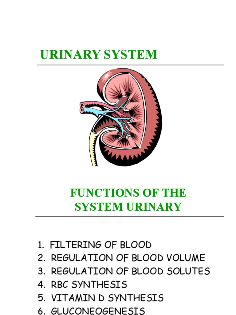 Urinary System A&p 2 | PDF | Kidney | Renal Function