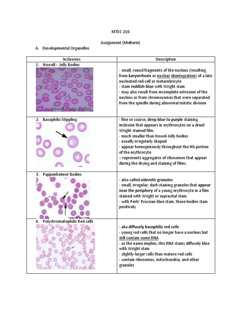 RBC Inclusions | Plasmodium Falciparum | Red Blood Cell