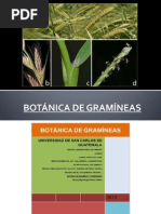 Morfología de las Gramíneas | PDF | Tallo de la planta | Hoja