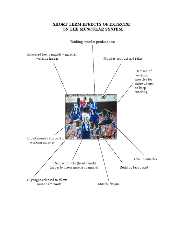 Short-Term Effects of Exercise On The Muscular System | PDF
