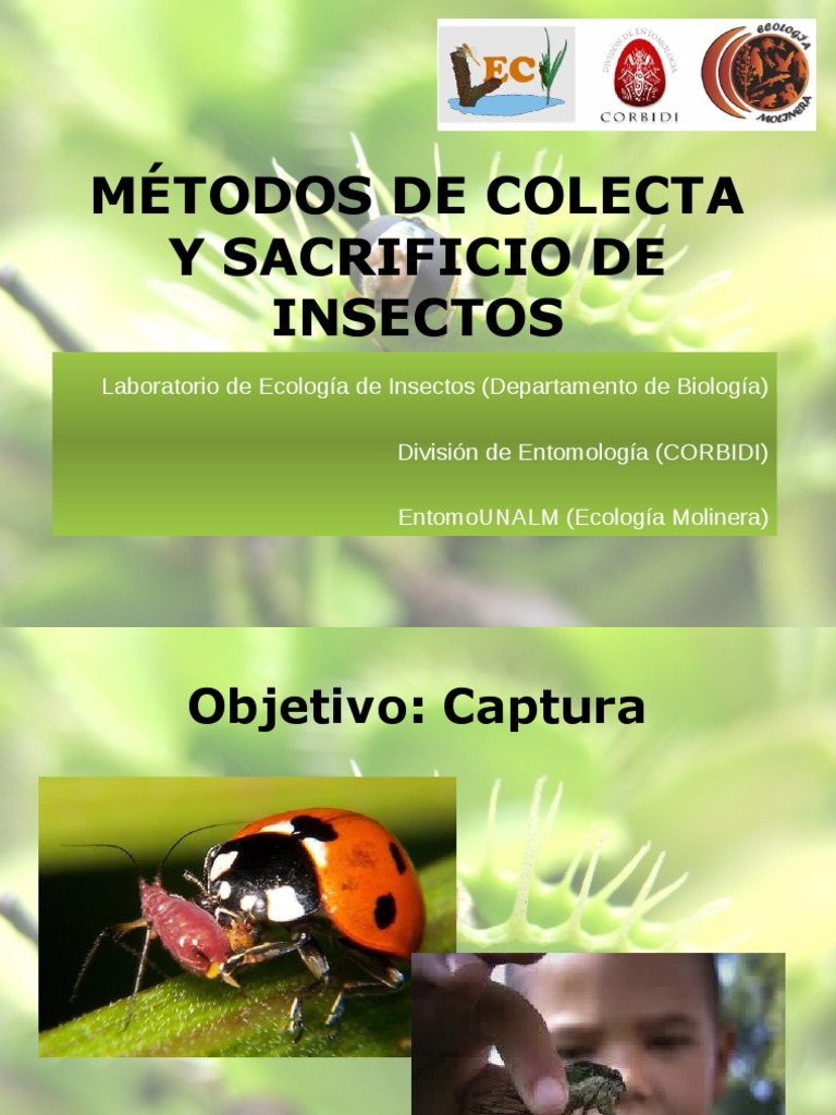 Métodos de Colecta Y Sacrificio de Insectos | PDF | Insectos y humanos ...