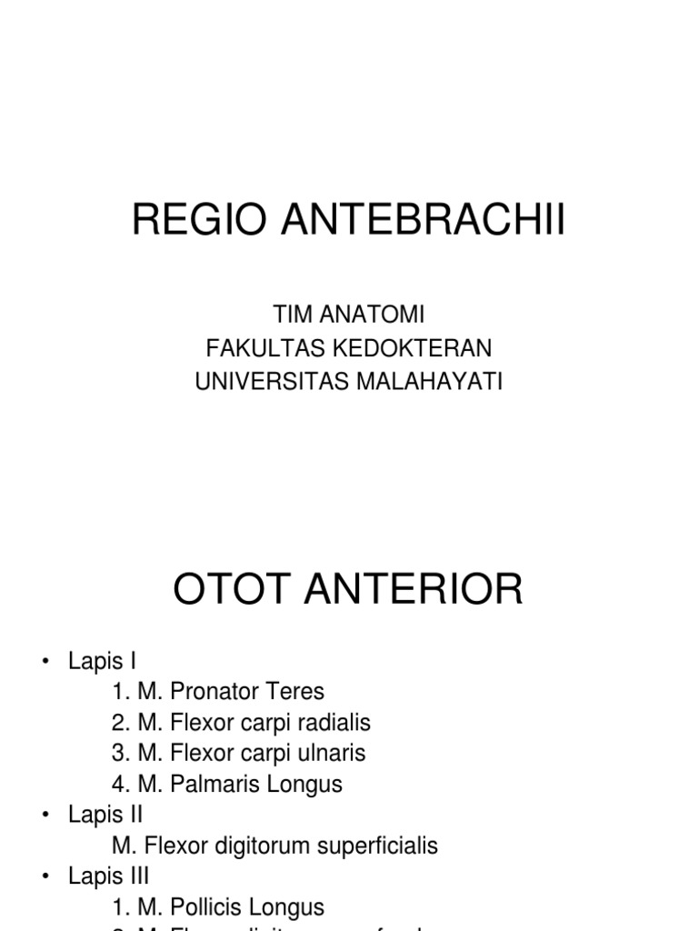 Regio Antebrachii Anatomi III | PDF