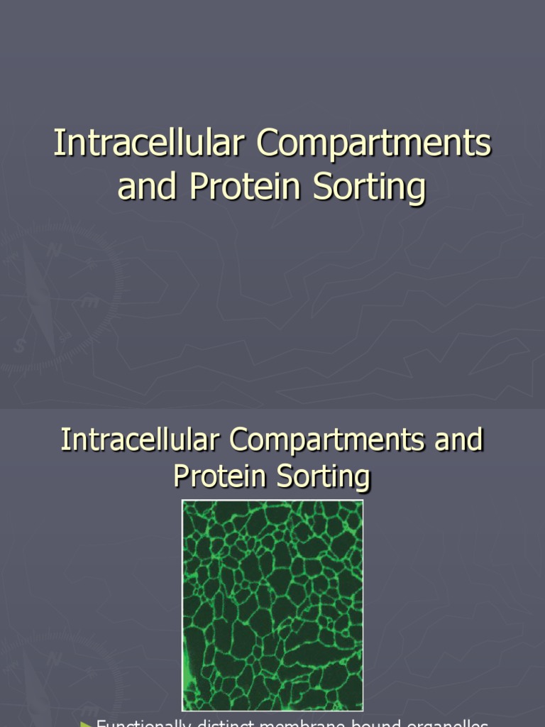CHPT 12 Intracellular Compartments Anddfd Protein Sorting | PDF ...