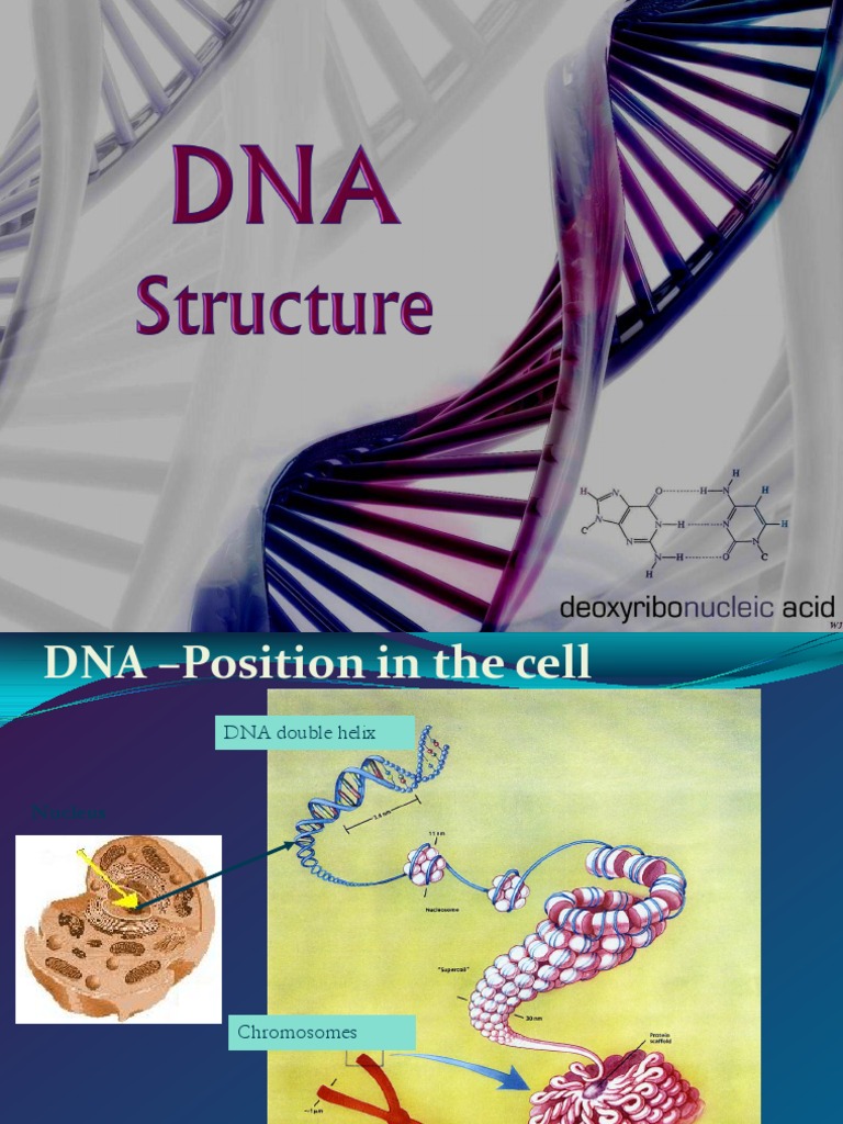 DNA Structure | PDF | Dna | Rna