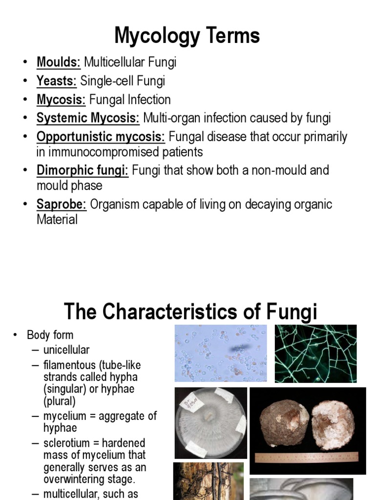 Mycology | PDF | Candidiasis | Sexual Reproduction