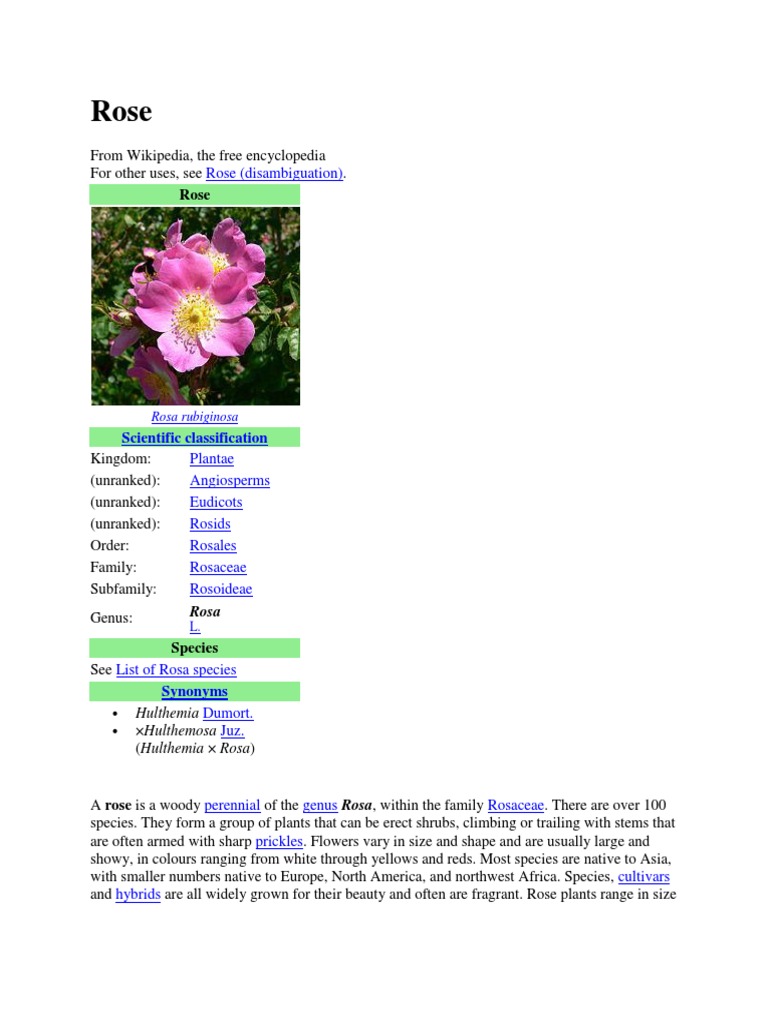 Rose | PDF | Rose | Horticulture And Gardening