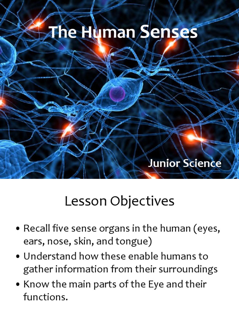 The Nervous System - Human Senses | PDF | Eye | Senses