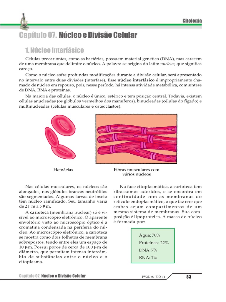 Biologia1 Pv2d 07 Bio 11 Citologia Cap7 Nucleo E Divisao Celular