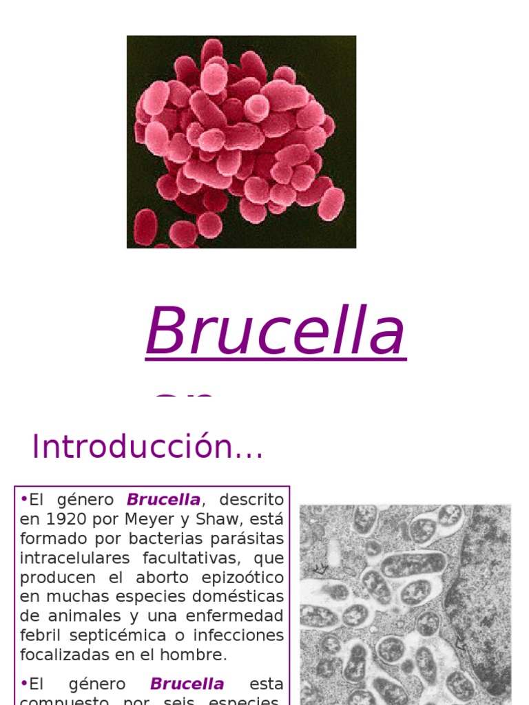 Brucella | Patologia clinica | Especialidades Medicas