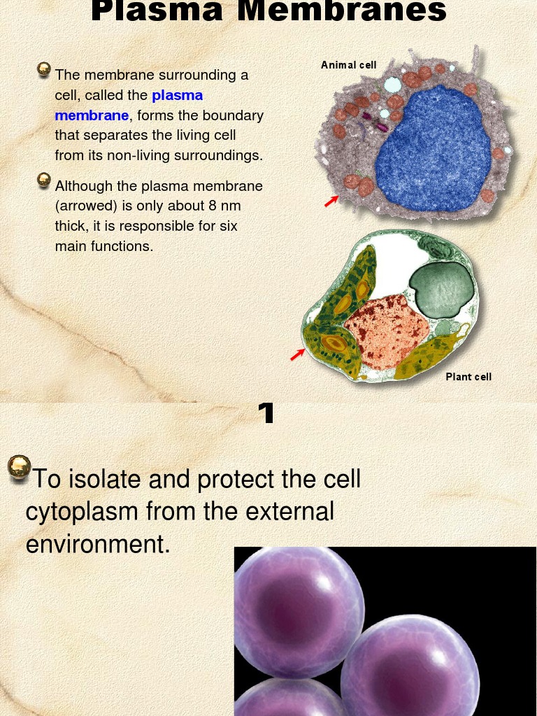 Plasma Membrane: Animal Cell | PDF | Cell Membrane | Lipid Bilayer