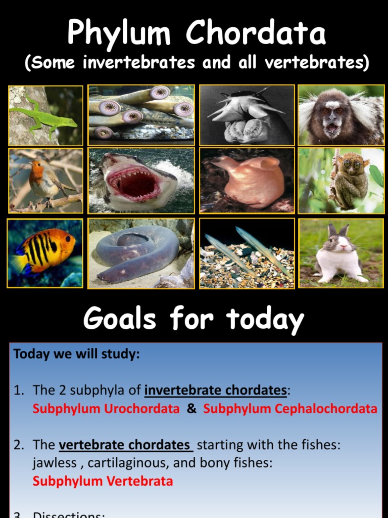 Phylum Chordata Fish