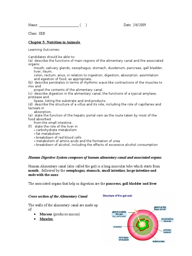 Name: (Class: 3EB Chapter 5: Nutrition in Animals | PDF | Digestion ...