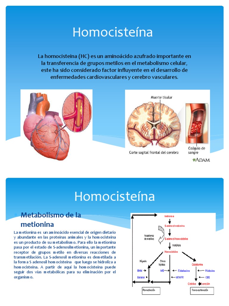 Homocisteína | Metionina | Biofísica Molecular