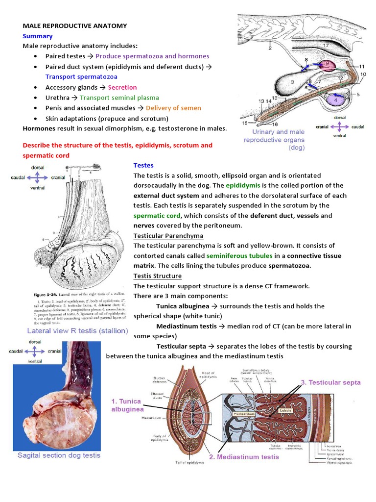 Male Reproductive Anatomy Explained | PDF | Testicle | Penis