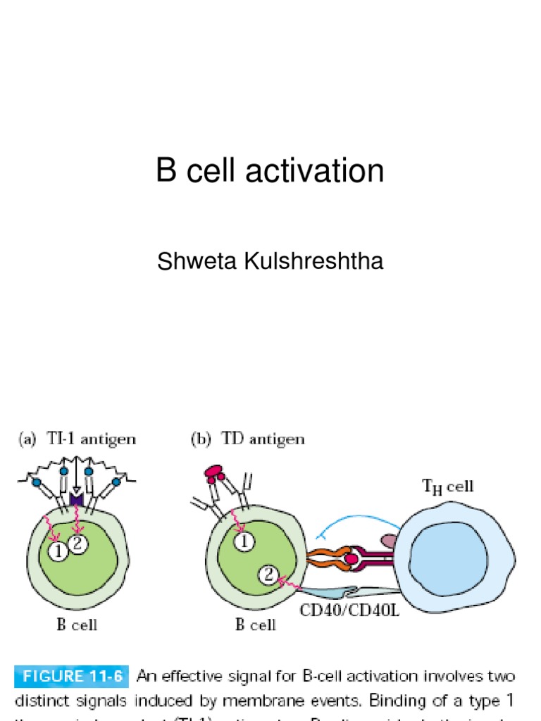B Cell Activation | PDF | B Cell | Signal Transduction