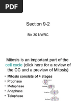 Mitosis Mover Activity Guide | PDF | Mitosis | Chromosome