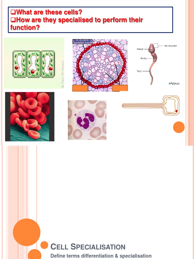 5 Cell Specialisation | Tissue (Biology) | Root