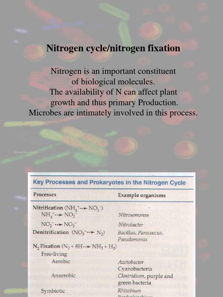 Understanding the Nitrogen Cycle | PDF | Bacteria | Nitrogen