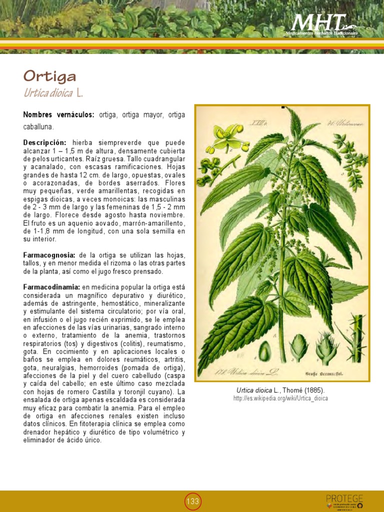 Características y usos de la ortiga | PDF | Botánica | Plantas
