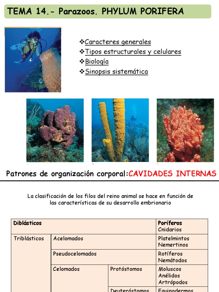 14 Parazoos Phylum Porifera MM | PDF | Esponja | Taxonomía Animal