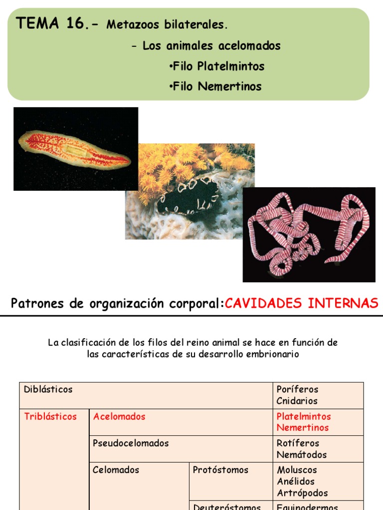 16 Metazoos Bilaterales Platelmintos y Nemertinos MM | PDF