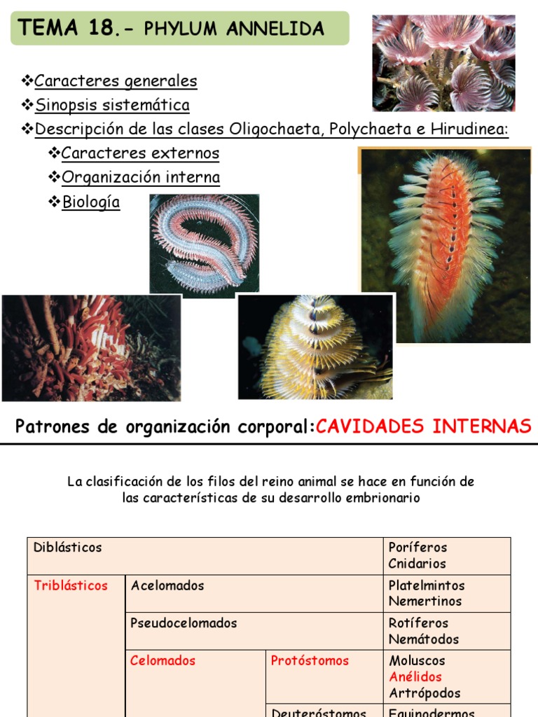 18 Phylum Annelida MM | PDF | Protostomas | Organismos