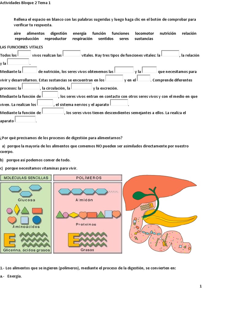 Actividades Bloque 2 Tema 1 | PDF | Sistema digestivo humano | Digestión