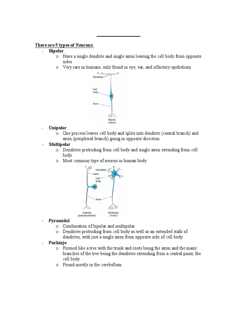 Neuro Cytology | PDF | Neuron | Axon