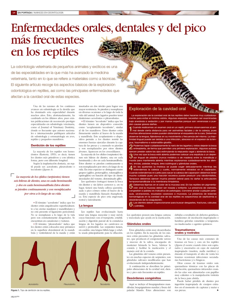 Enfermedades Orales de Los Reptiles | PDF | Diente humano | Serpiente