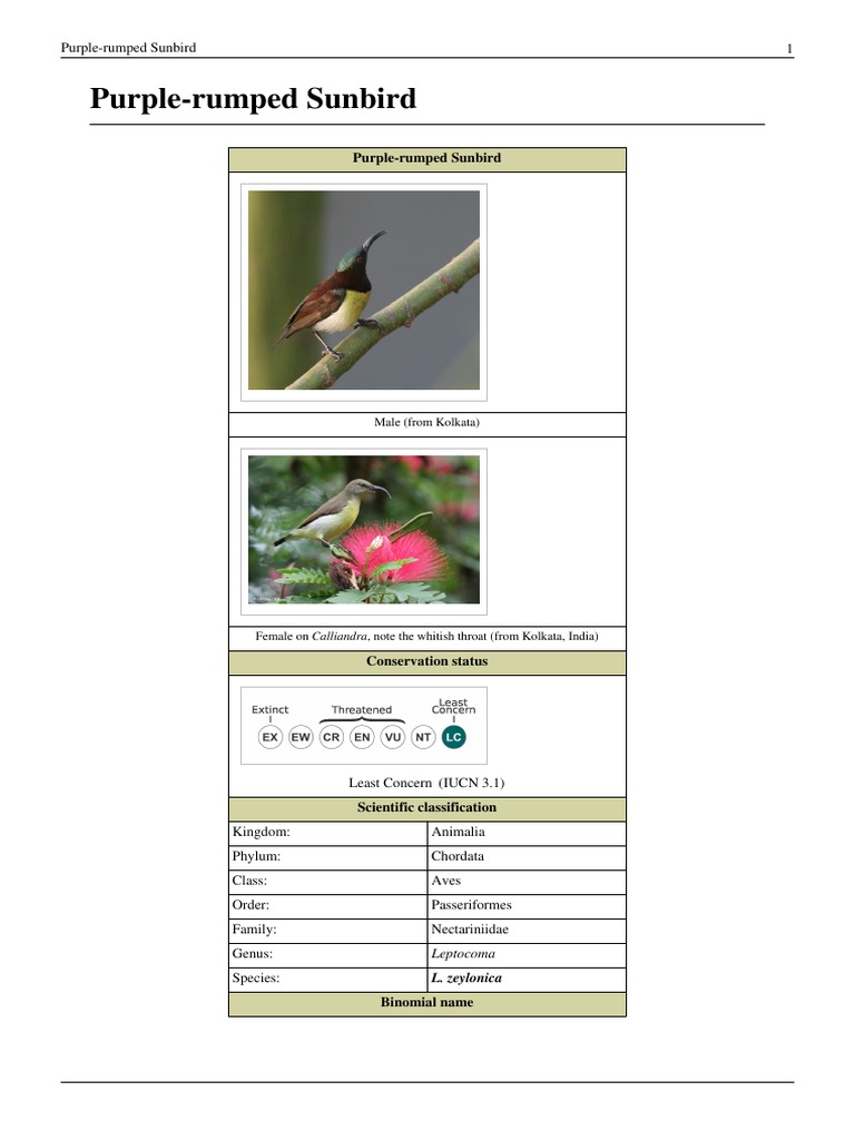 Purple Rumped Sunbird | PDF | Birds | Paravians
