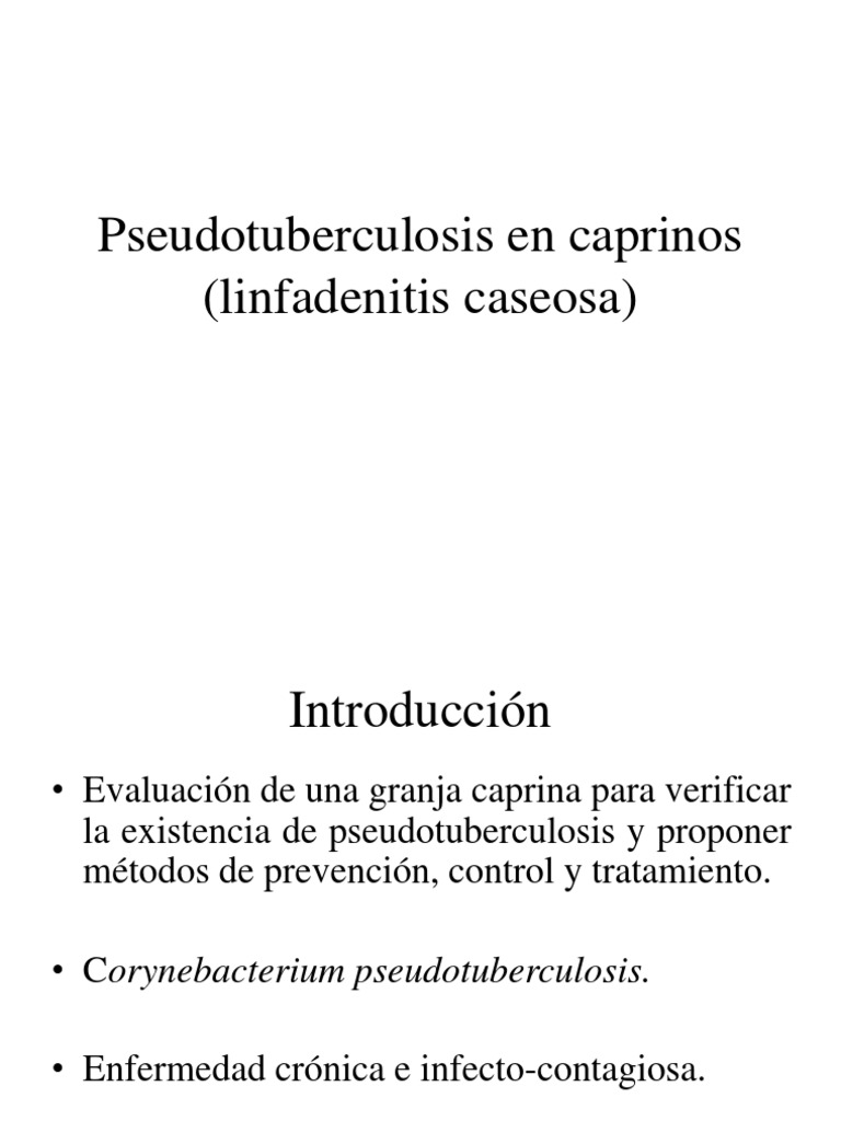 Pseudotuberculosis en Caprinos (Linfadenitis Caseosa) | PDF
