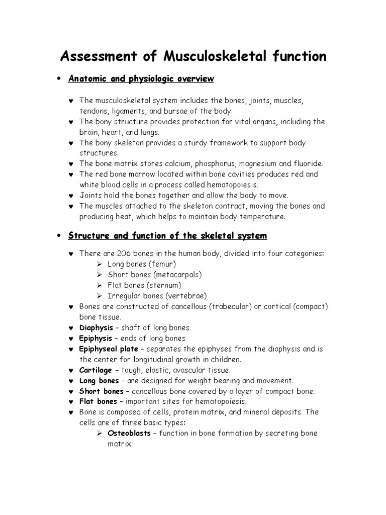Musculoskeletal System Overview | PDF | Skull | Bone