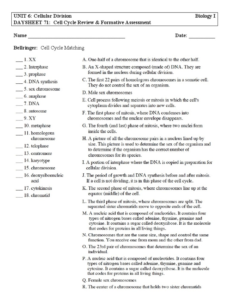 Cell Cycle and Mitosis Review Sheet | PDF | Mitosis | Chromosome