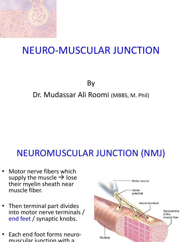 Lecture on the Physiology of Neuromuscular Junction (NMJ) by Dr. Roomi ...