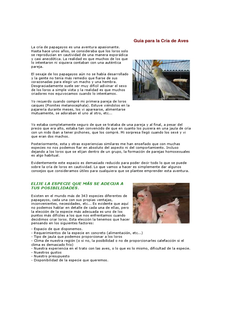 Cría de Loros: Guía y Consejos | PDF | Loro | Aves