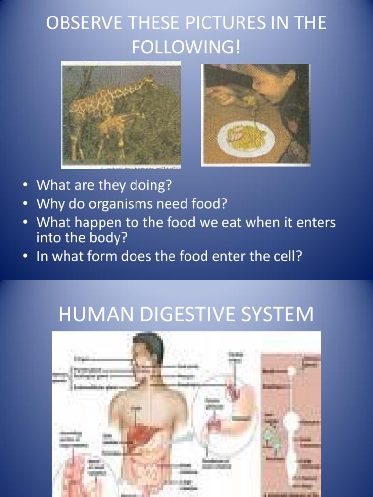 Human Digestive System | Digestion | Human Digestive System