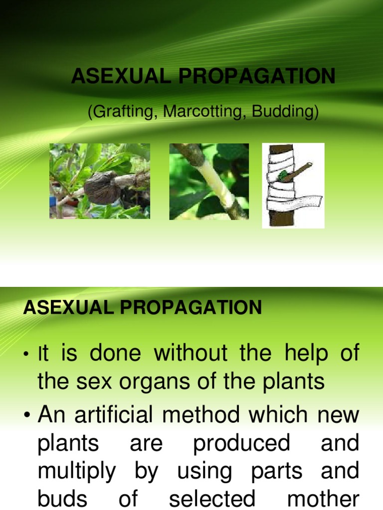 Asexual Propagation | Grafting | Organisms