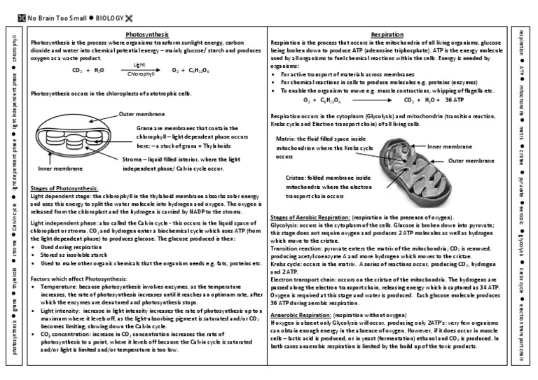 Photosynthesis and Respiration Notes | PDF | Cellular Respiration ...