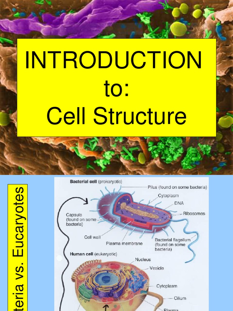 Introduction To Cell Structure | PDF | Endoplasmic Reticulum | Cell ...