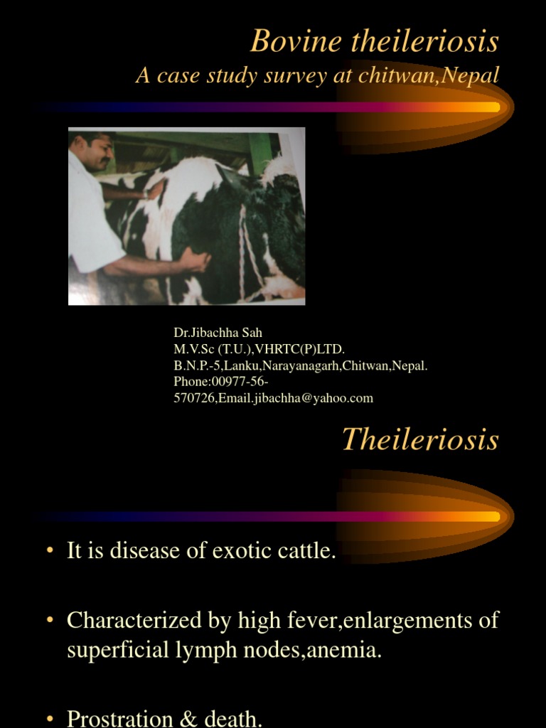 Bovine Theileriosis 1 | Lymph Node | Immunology