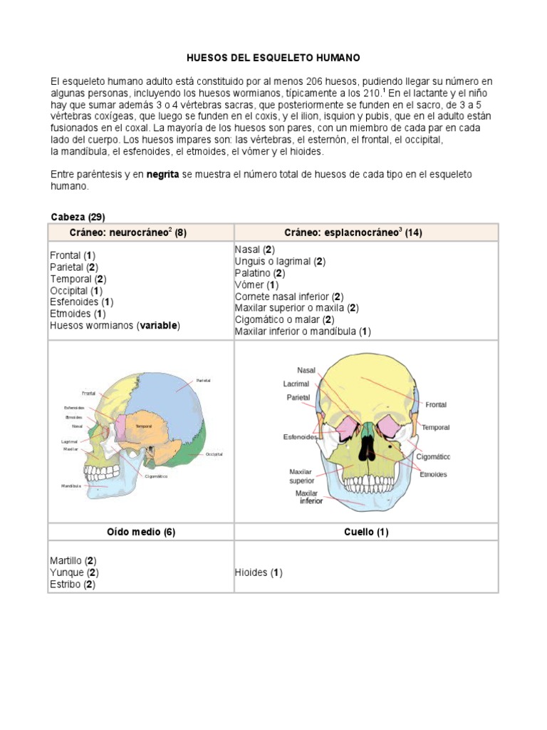 Huesos Del Esqueleto Humano Descargar Gratis Pdf Extremidades