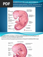 Signo de Homans | PDF | Anatomía del miembro inferior | Extremidades ...