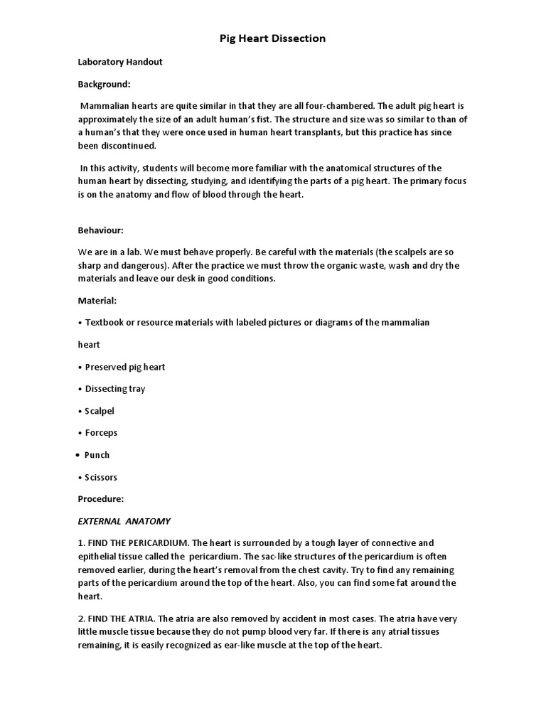 Pig Heart Dissection | PDF | Heart Valve | Heart