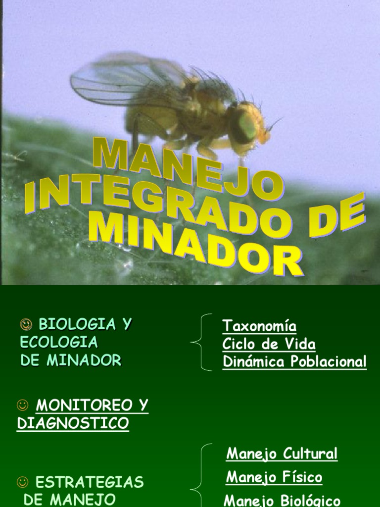 Manejo de Minador | PDF | Insectos | Huevo