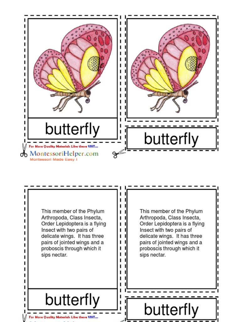 Montessori Butterfly Nomenclature Cards Ages 6 to 9 | Lepidoptera ...