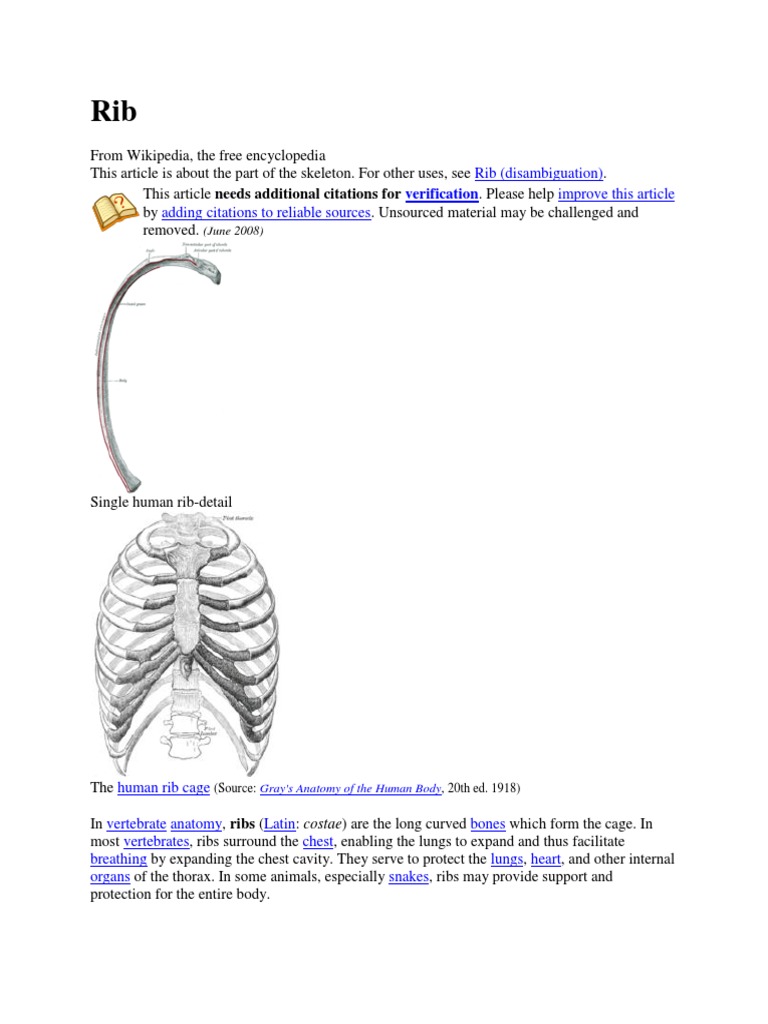 Rib | PDF | Thorax (Human Anatomy) | Primate Anatomy
