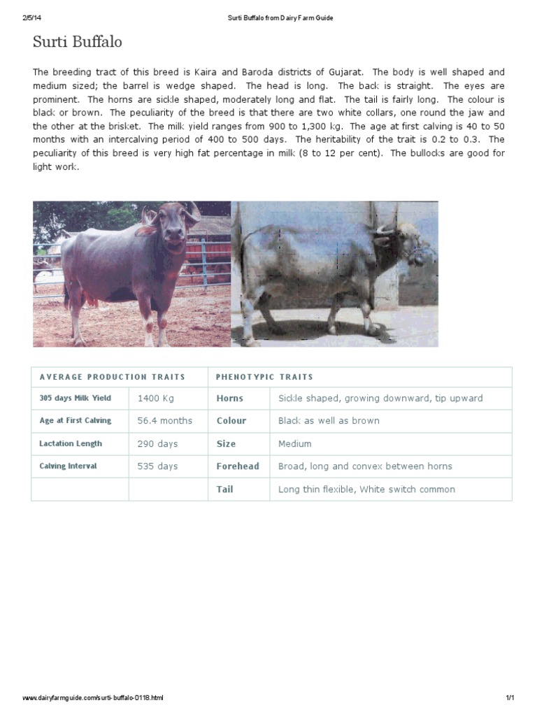 Surti Buffalo From Dairy Farm Guide | PDF | Bovines | Livestock