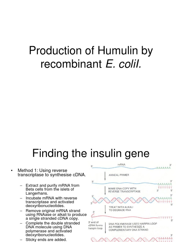 Production of Humulin by Recombinant E | PDF | Plasmid | Recombinant Dna