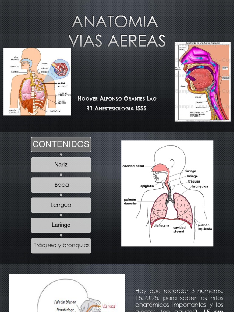 Anatomia de La Via Aerea | PDF
